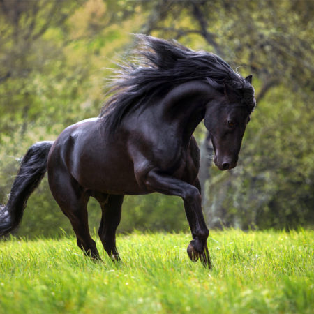 Hampon XII • HENGST- UND DECKSTATION STEINSBERG