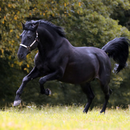 Hampon XII • HENGST- UND DECKSTATION STEINSBERG