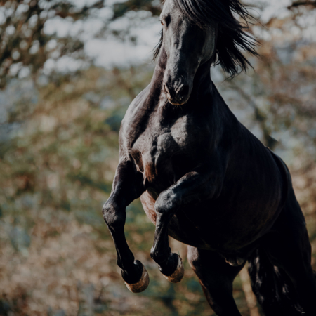 Hampon XII • HENGST- UND DECKSTATION STEINSBERG