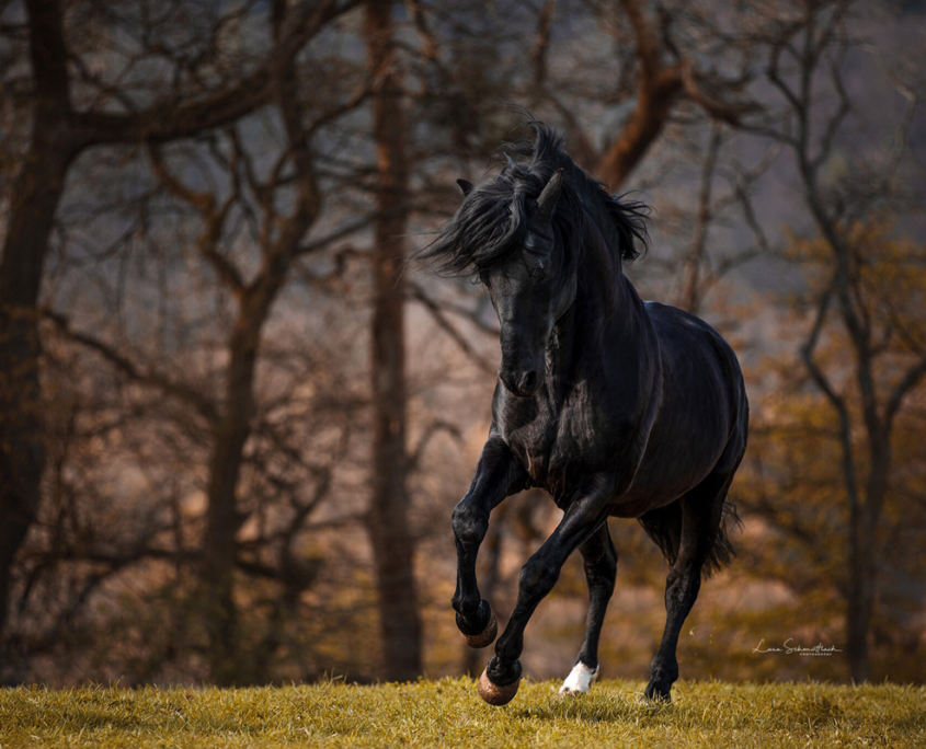 Hampon XII • HENGST- UND DECKSTATION STEINSBERG
