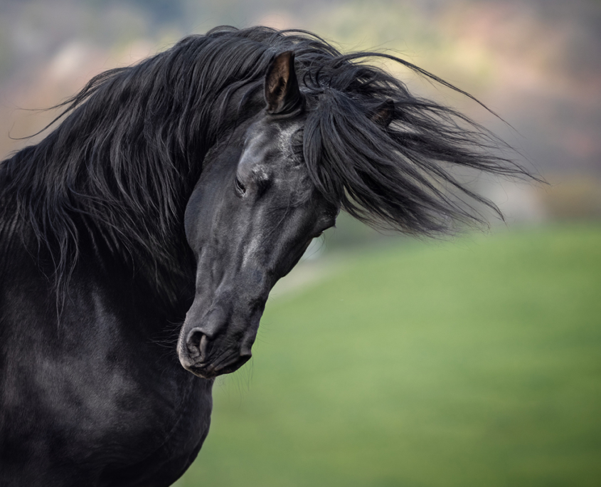 Hampon XII • HENGST- UND DECKSTATION STEINSBERG