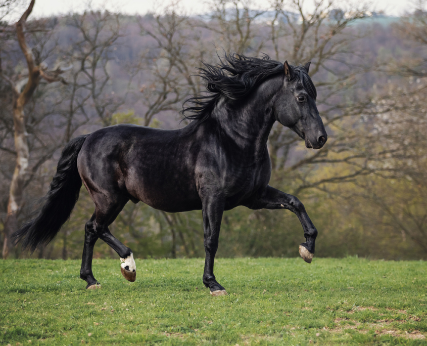 Hampon XII • HENGST- UND DECKSTATION STEINSBERG